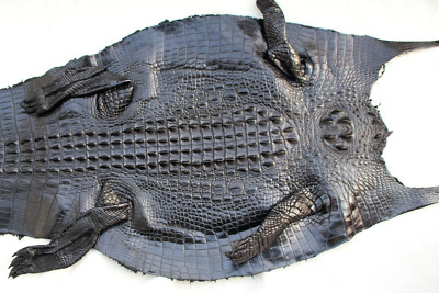 W 14 in- Black Real Crocodile Skin Leather Hide Exotic Pelt taxidermy ...