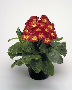 Primula Crescendo Red Bright 500 seeds | eBay