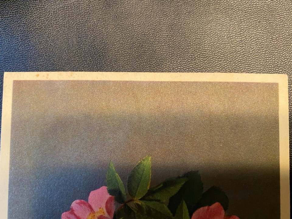 Vtg Rosa Canina Bontanical Post Card " Thor Gyger Number 3214 " NOS" | eBay