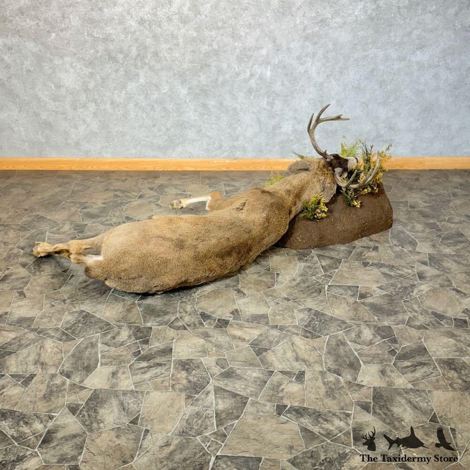 #28910 E | Dead Mount Deer Life-Size Taxidermy Mount For Sale | eBay
