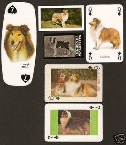 Collie DOG Cards Unique Card Collection B | eBay Australia