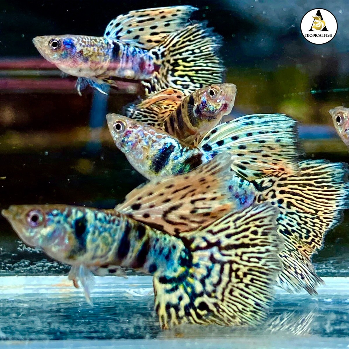 Male Cobra Guppy Fish Guppy Fish Breed Information And Pictures