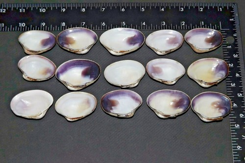 15 manilla littleneck clam half shells | eBay
