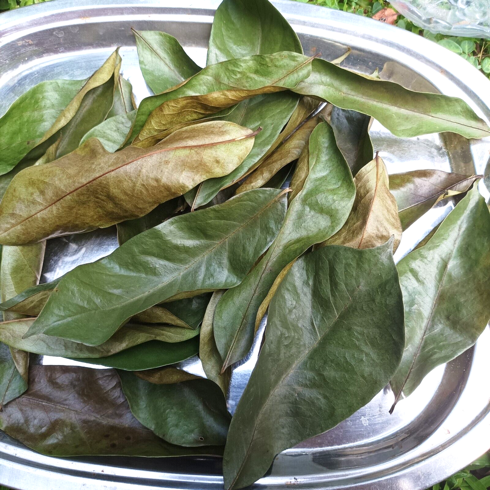 Dried Soursop Organic Natural Tea Leaves Graviola Hojas Guanabana ...