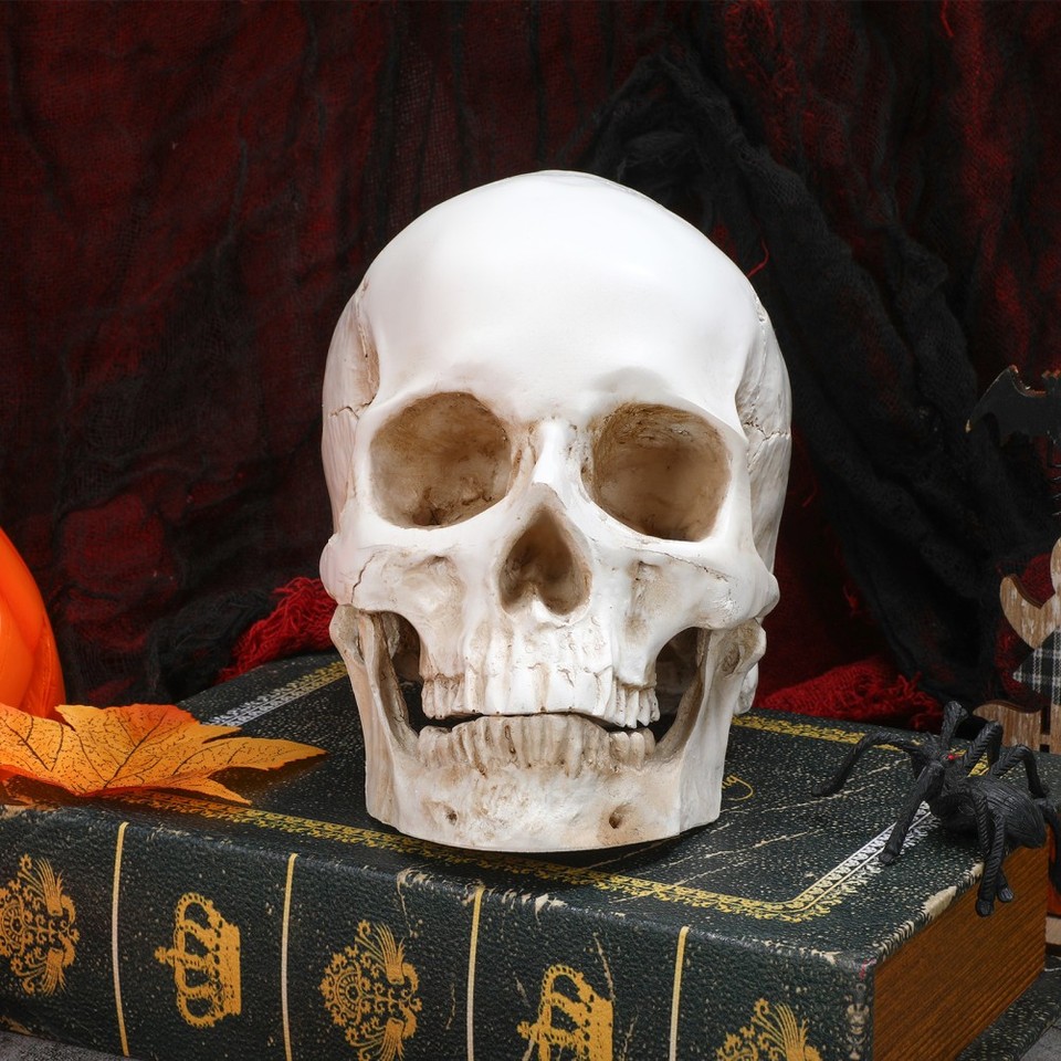 Human Skull Model Detachable Skull Head Model Anatomy Skull | eBay ...