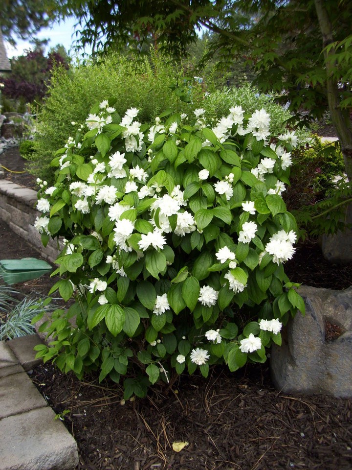 Philadelphus Minnesota Snowflake Mock Orange Deciduous Shrub 9cm & 17cm ...