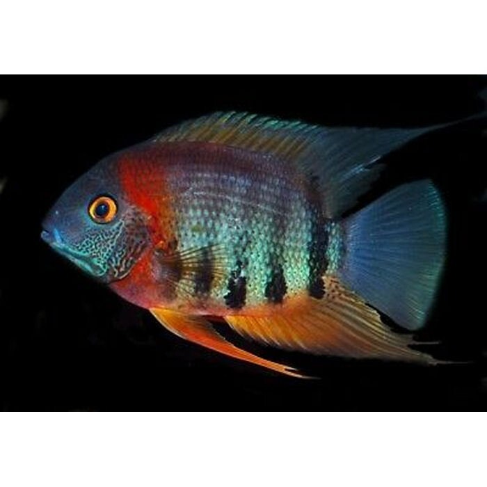 Orange Shoulder Severum Cichlid