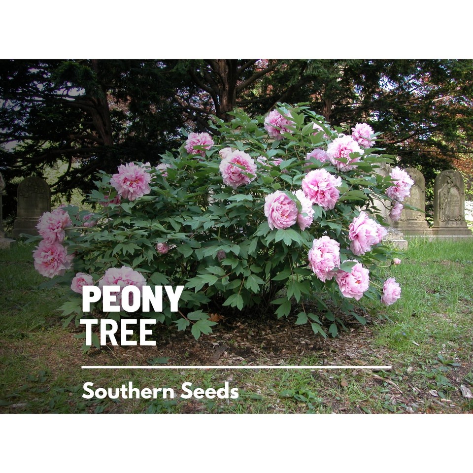 Peony Moutan Tree Seeds, Heirloom Shrub, Paeonia suffruticosa, USA ...