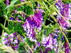 Green Manure Seeds Winter Tares Vetch WILDFLOWER 10g to 20kg BULK | eBay