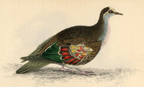 1835 Bronze-Winged Ground Dove Hand-Colored Engraving Jardine Lizars ...