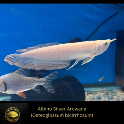 Albino Silver Arowana Albino Silver Arowanas YouTube