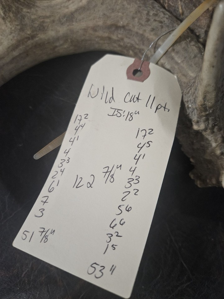 Wild 11 Point Whitetail Deer Antler Cuts Rack Horn Set Tall Man Cave ...