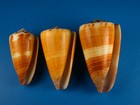 Conus planorbis, Set of 3, Great Pattern, 48-62mm, Papua New Guinea ...