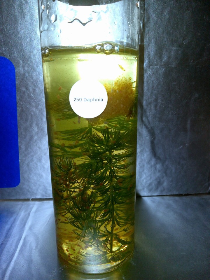 Daphnia+Moina mix Culture Starter Kit. Daphnia + Live Chlorella Starter ...