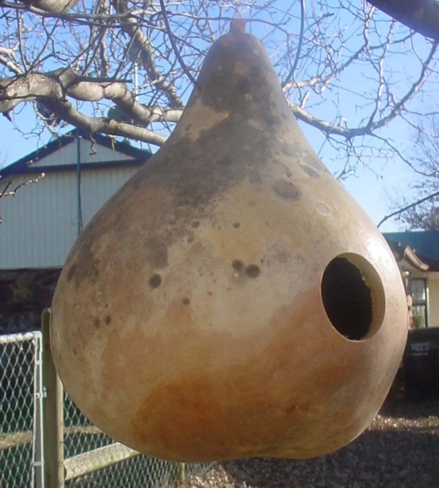 Gourd Bird House, 5" - 6", Natural Nesting, Bird Houses by Mark, Made ...