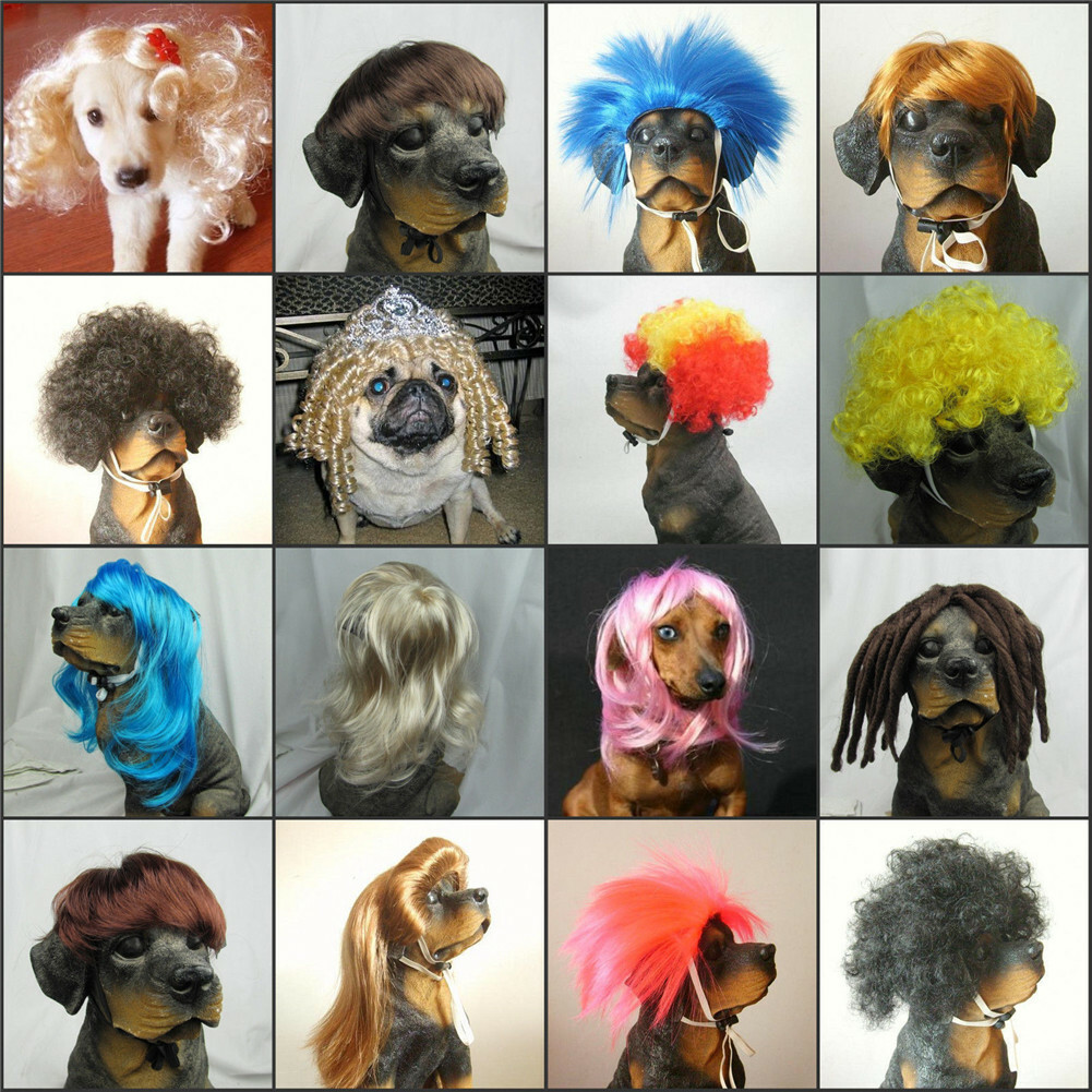 Dogs In Wigs