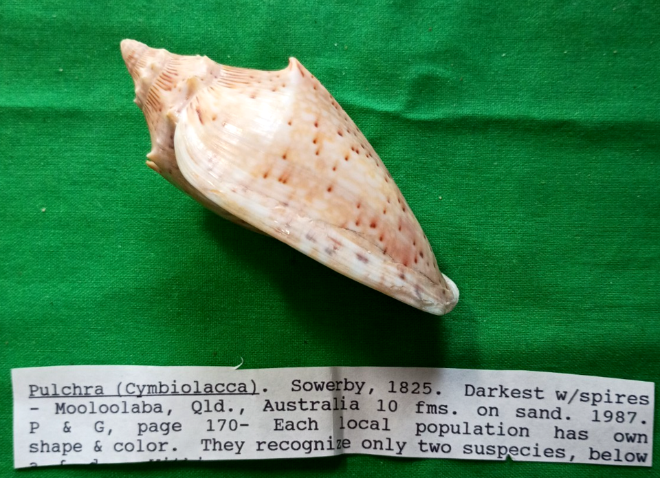 Voluta pulchra (Cymbiolacca pulchra) #M0408 Australia 86mm | eBay