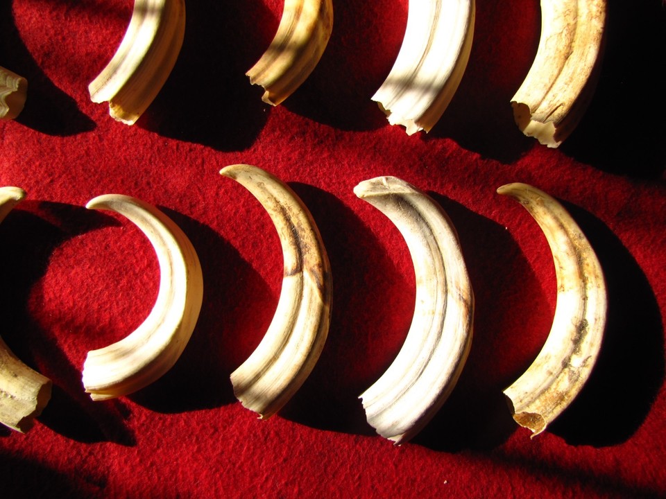 Warthog Tusk Ivory Boar Tusk, ONE (1) 7"- 7 7/8" Jewelry Decoration ...