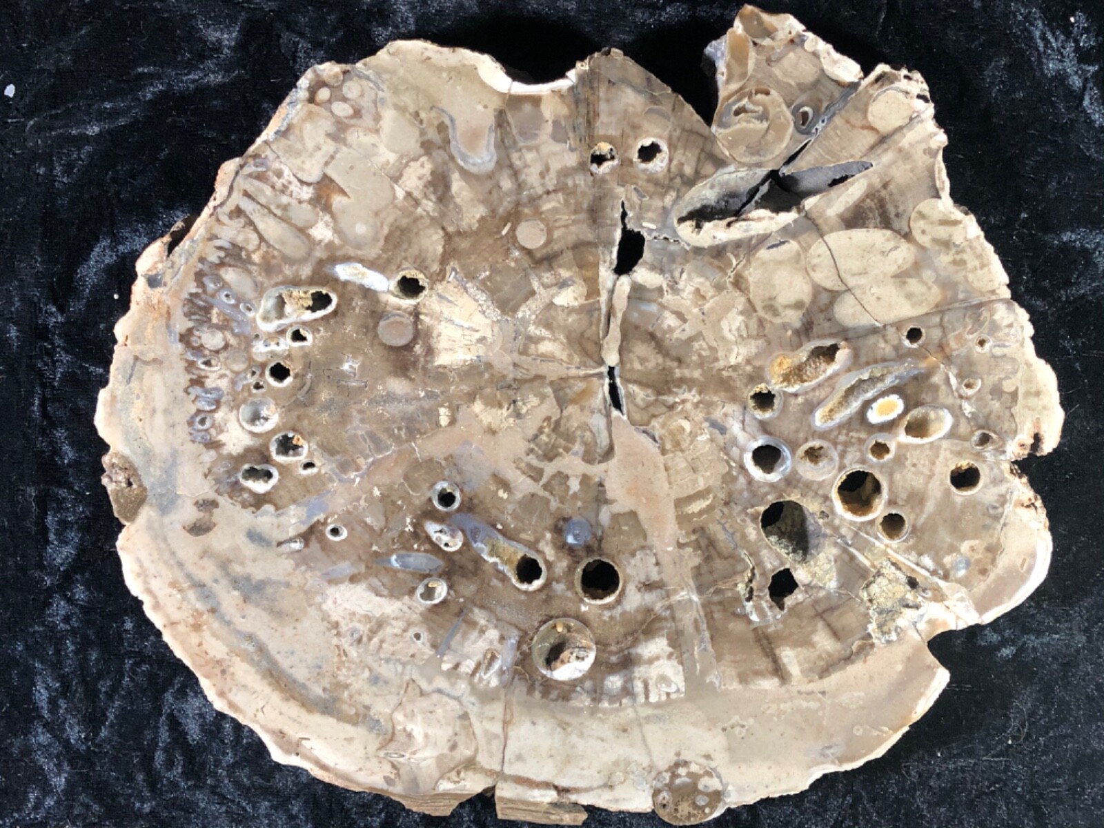 Large Teredo Bored Petrified Wood Juniper Kerrville, Texas Cretaceous 9 ...