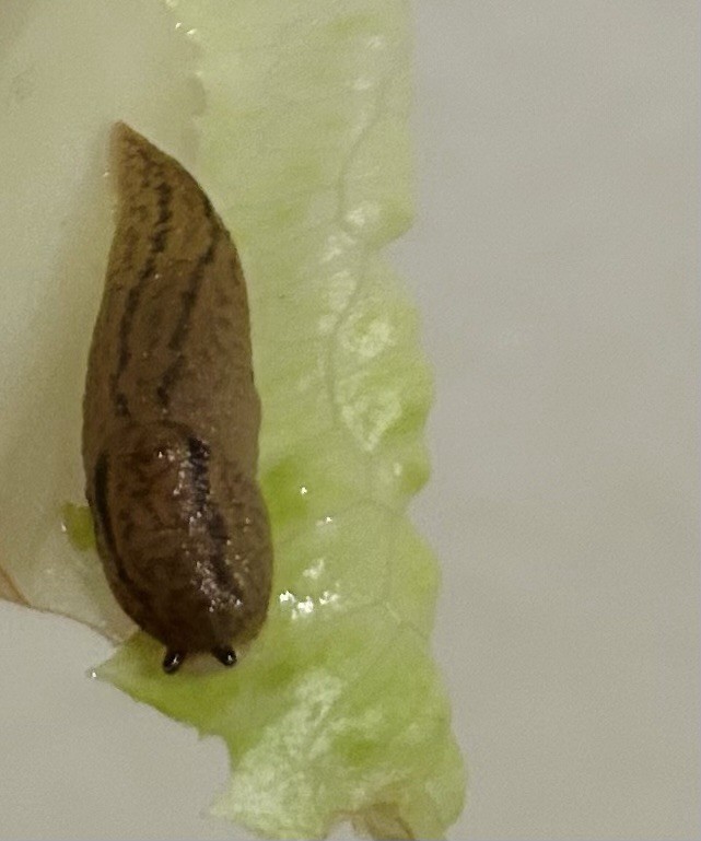 1 Juvenile Garden Slug For Terrariums/Research Banded Slug | eBay