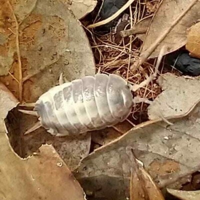 Milk Back Isopod- Porcellio Laevis 12ct+!! | eBay