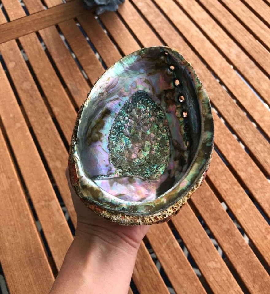 Large Abalone Shell Natural Paua Rainbow LG Sea Green Blue Shell Beach ...