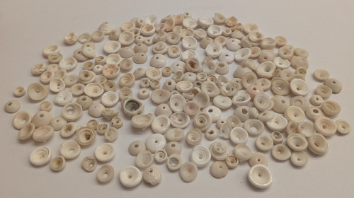 Lot of Vintage Natural Loose Hawaiian Puka Shells | eBay