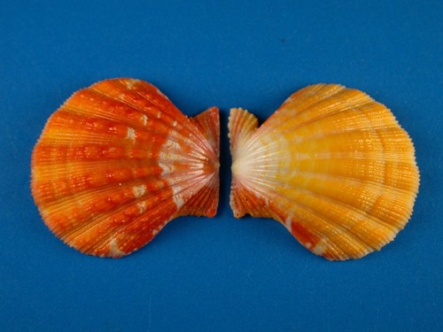 wattsdave on eBay - TopRatedSeller.com