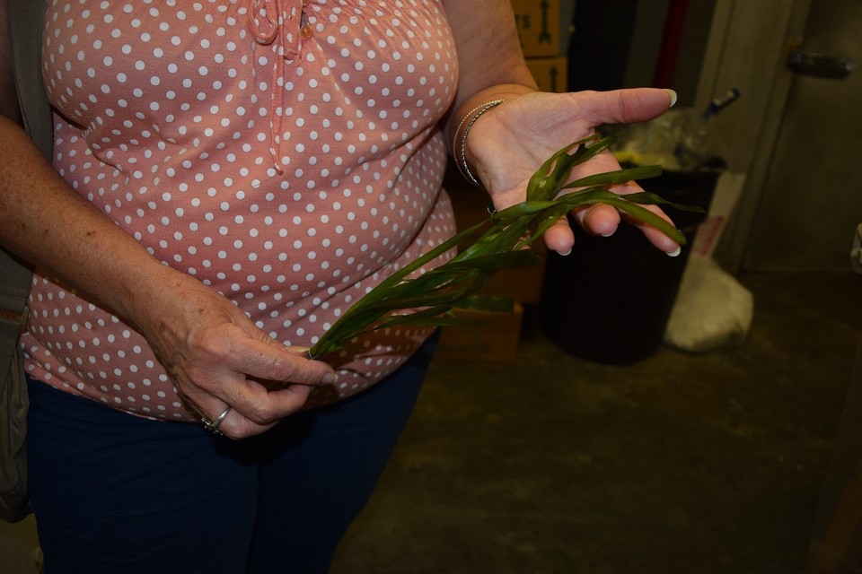 6 bunches Contortion corkscrew val plants Easy Aquarium aquascaping ...