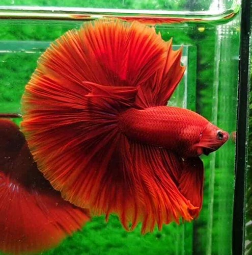 Live Betta Fish - High Quality Grade A++ HM Super Red Chili | eBay