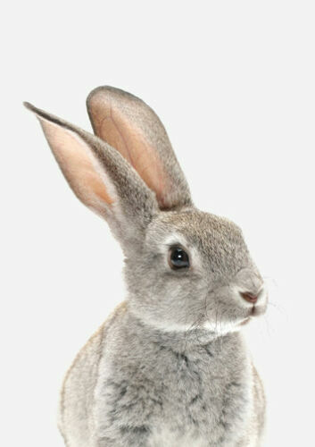 CUTE BUNNY RABBIT * A4 SIZE QUALITY CANVAS PRINT | eBay