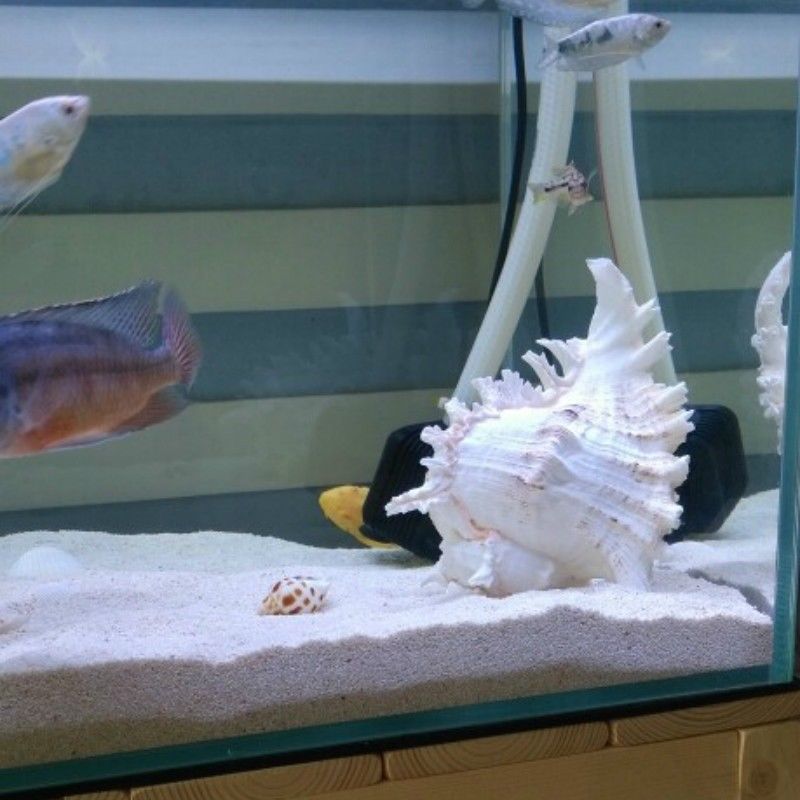 Natural Large Conch Shell White Branched Murex Fish Tank Home Ornament ...