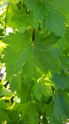 Vitis vinifera 'Cardinal' / Vigne 'Cardinal' / Conteneur de 3 à 4 ...