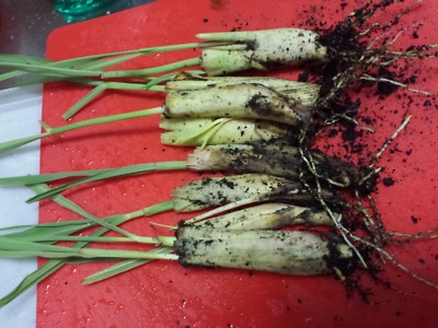 10 LIVE Lemongrass starter Plugs Stalk EZGROW Insect & reptile ...