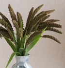 75+ Setaria Italica Flower Seeds / Annual for Fresh and Dried ...