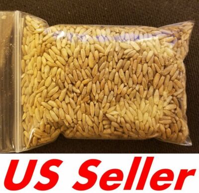 Winter Rye Seeds E203, 3 OZ Seeds Garden Cover Crop/Food Plot Deer ...