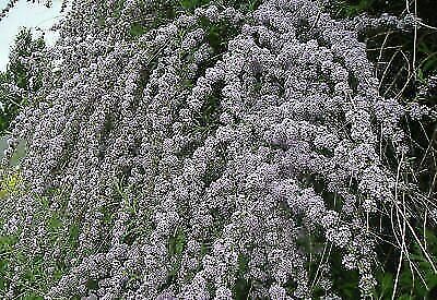 Buddleja Alternifolia - Buddleia Weeping Butterfly Bush Plant in 9cm ...