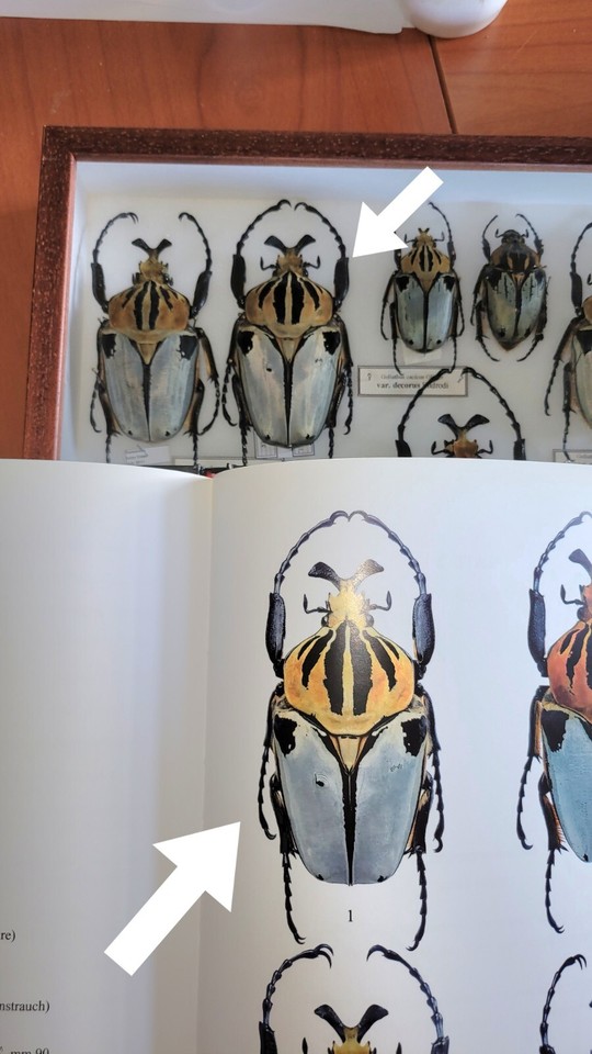 Goliathus cacicus ~ 90 mm. Extra Rare, pictured In book 2016. Cetonidae ...