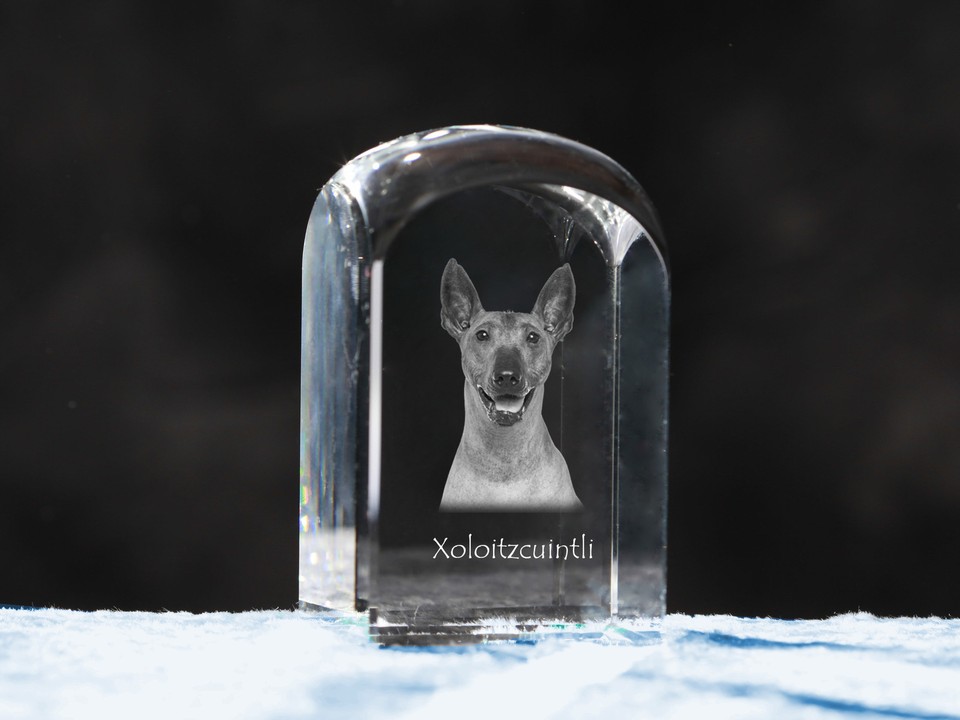 Mexican Hairless Dog, Xoloitzcuintli, Xolo, Tepeizeuintli - Crystal ...