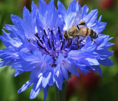 200 x Cornflower Double Blue Ball - Centaurea cyanus seeds. | eBay