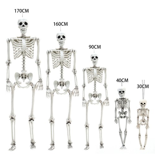 Full Size Halloween Skeleton Haunted House Poseable Human Skeleton Prop ...