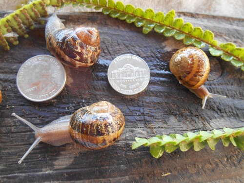 LIVE HELIX ASPERSA PET LAND SNAILS TWO (2) 1 Medium & 1 Large | eBay