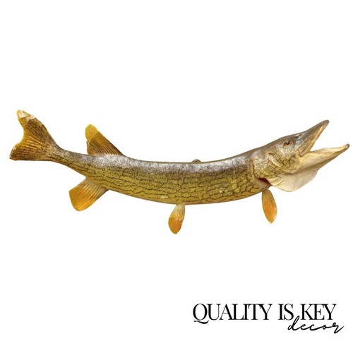 Vintage Northern Pike Wall Mount Taxidermy Real Skin Fishing Wall Decor ...