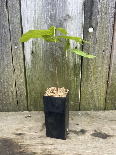 2yr Old (2 Trees Per Pot) potted PAWPAW tree. Ready To Plant Asimina ...