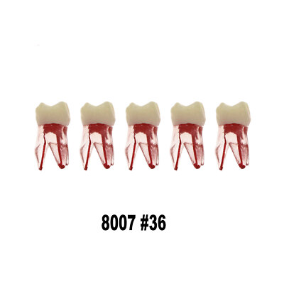 5Pcs Dental Endodontic Root Canal RCT Practice Pulp Cavity Endo Teeth ...
