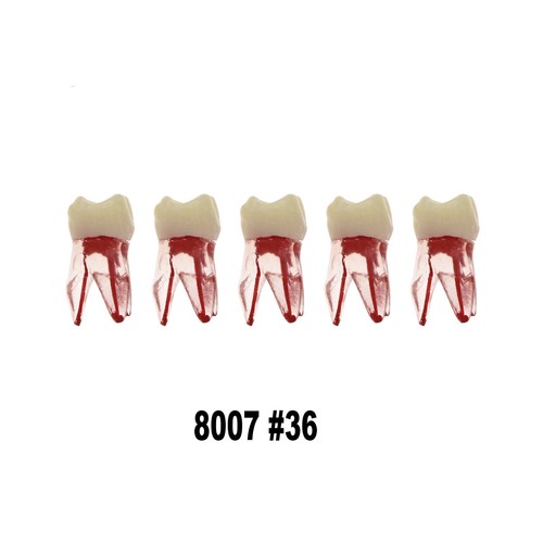 Dental Endodontic Root Canal RCT Practice Pulp Cavity Endo Teeth Tooth ...