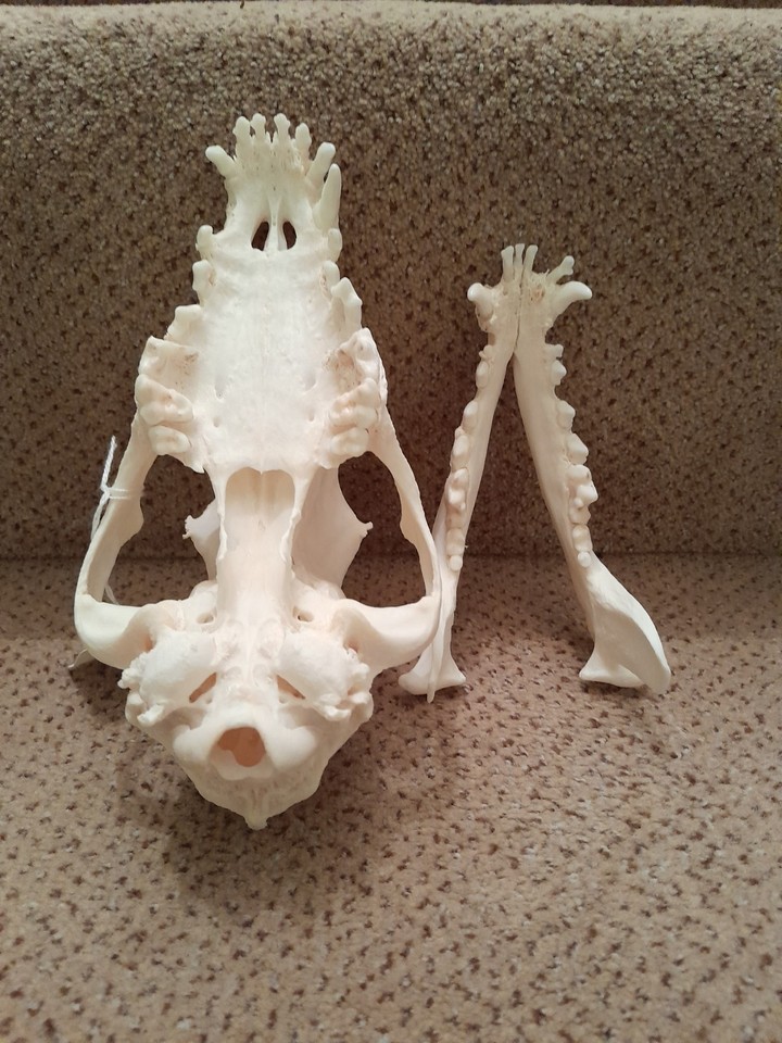 Taxidermy skeletons bones exotic voodoo bird tattoo SKULL COLLECTOR'S ...