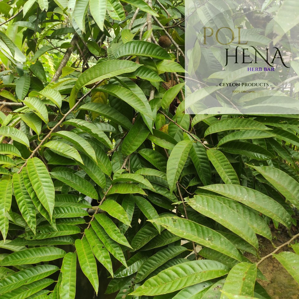Dried Cherimoya Leaves Natural Bullock's Heart Leaf Annona Reticulata ...