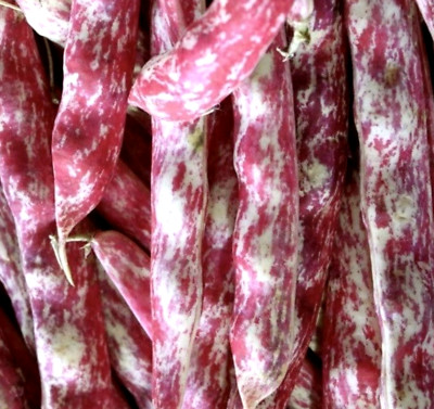 DWARF BEAN BORLOTTI Red Rooster 20 seeds colourful spring summer bush ...