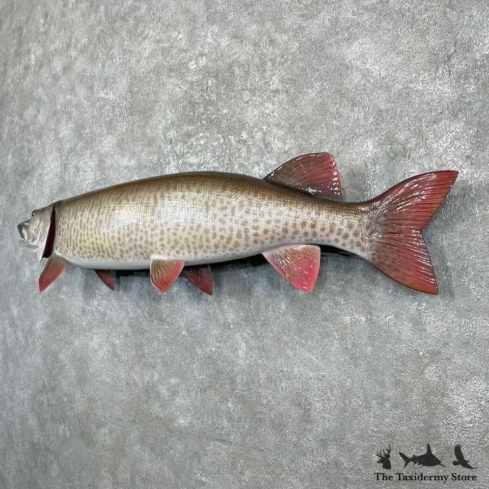 #27231 WC | 56" Muskie Reproduction Taxidermy Fish Mount For Sale | eBay